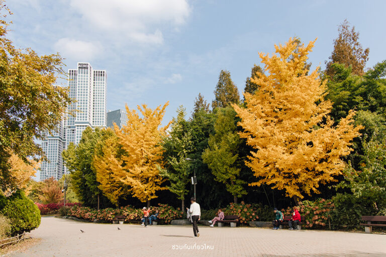 ที่เที่ยวเกาหลี สวนป่ากรุงโซล SEOUL FOREST PARK