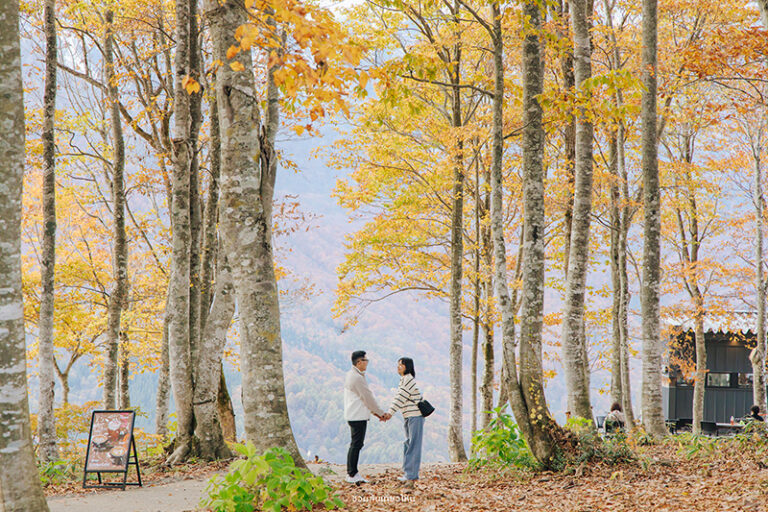 Hakuba Mountain Harbor พิกัดชมวิวเทือกเขาเจแปนแอลป์แบบพาโนรามา